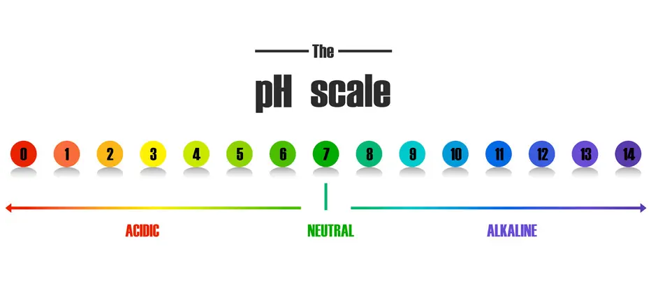 Cómo Alcalinizar El Cuerpo Para Un Ph Equilibrado | Doctor Online