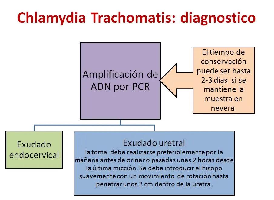 Diagnóstico De Laboratorio De Chlamydia Trachomatis | Doctor Online