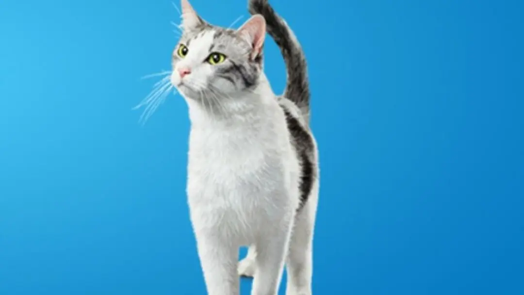 Mal Aliento En Gatos: Causas, Tratamiento Y Prevención | Doctor Online