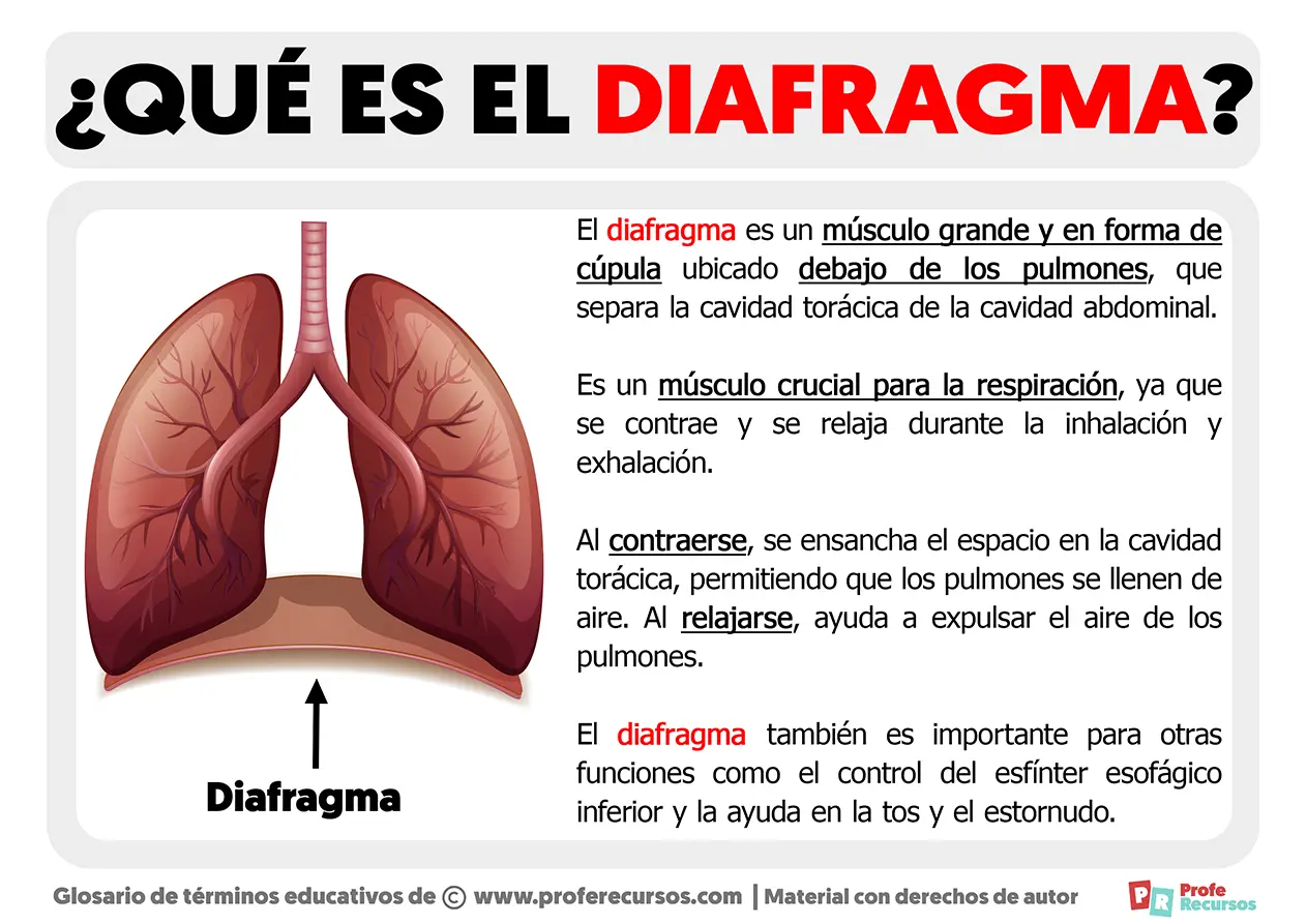 Qué Es El Diafragma Y Cuál Es Su Función | Doctor Online