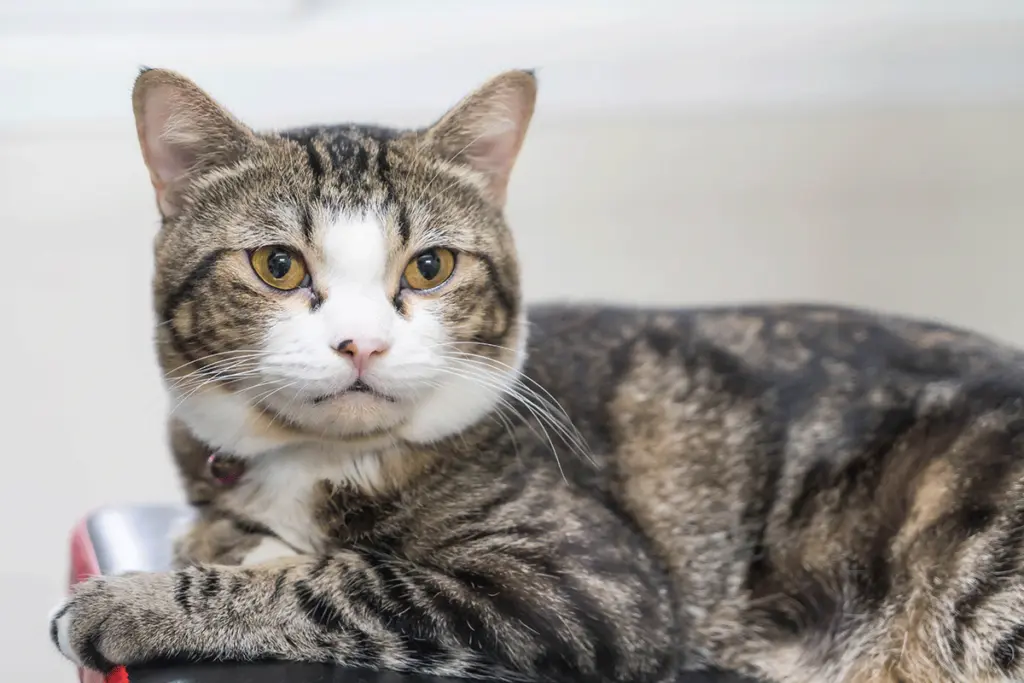 Peritonitis Infecciosa Felina (pif): Una Enfermedad Viral En Gatos ...