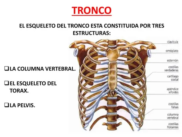 Huesos Del Tórax: Estructura Y Funciones | Doctor Online