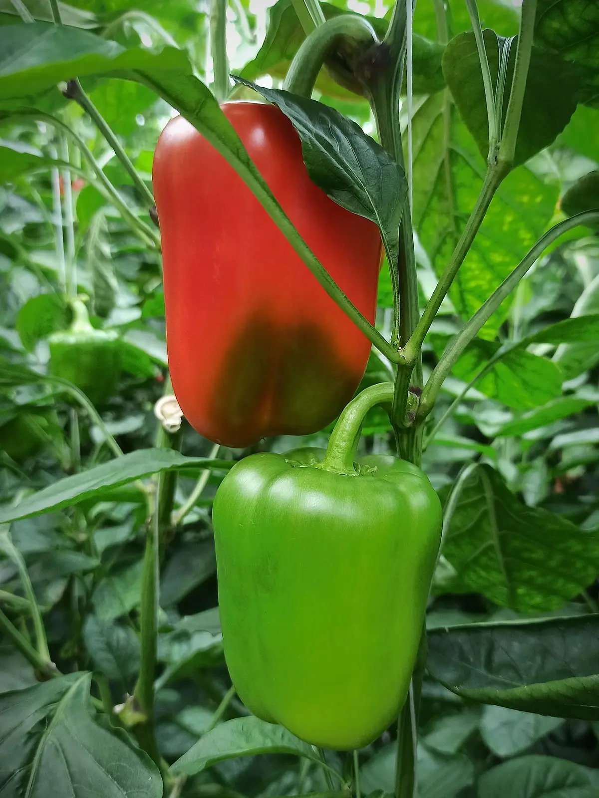 Pimiento: Una Mirada A Su Versatilidad Y Clasificación | Doctor Online