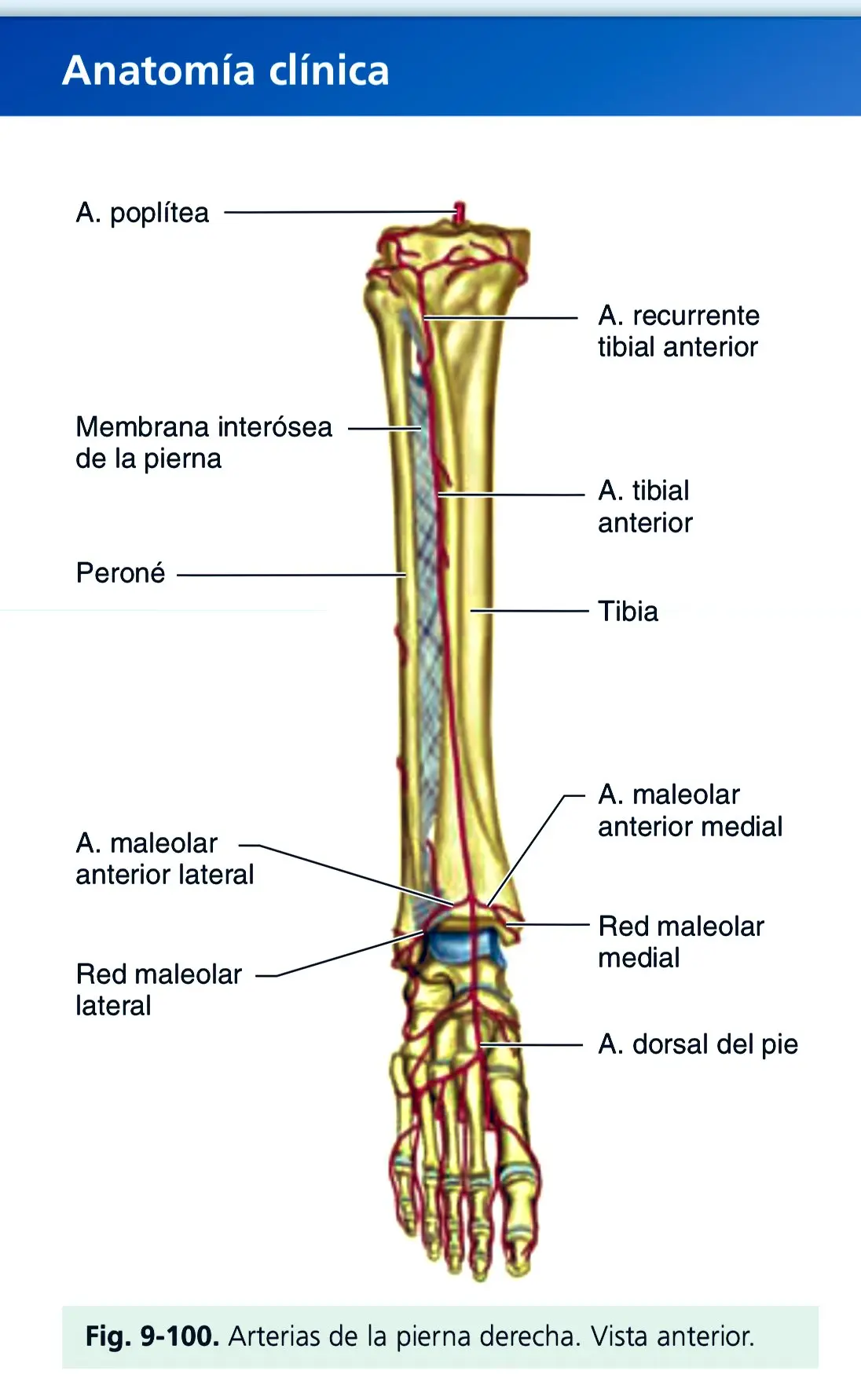 Arterias De La Pierna: Anatomía Y Función | Doctor Online