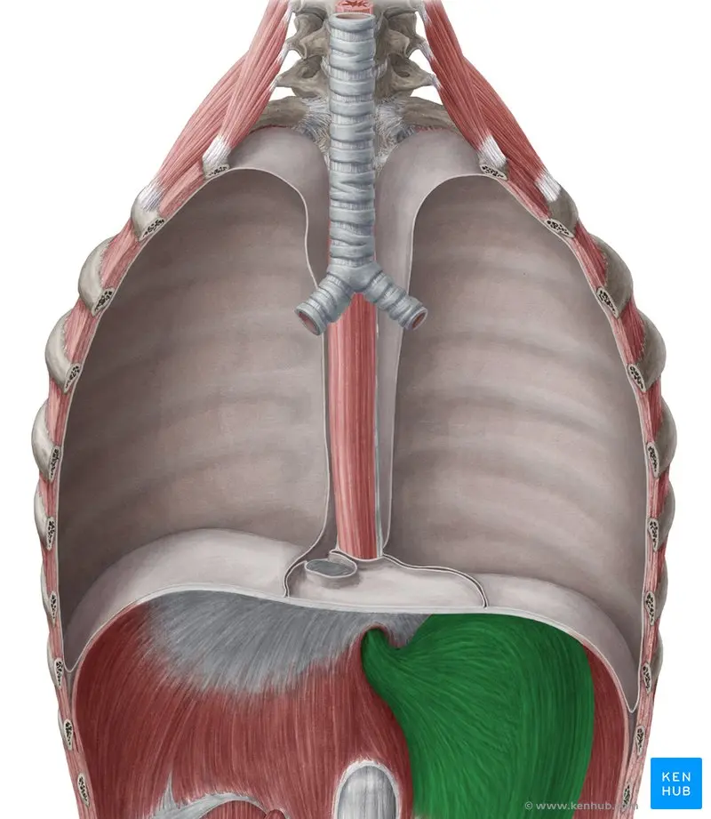 Anatomía Del Estómago: Investigando Sus Partes Y Funciones | Doctor Online