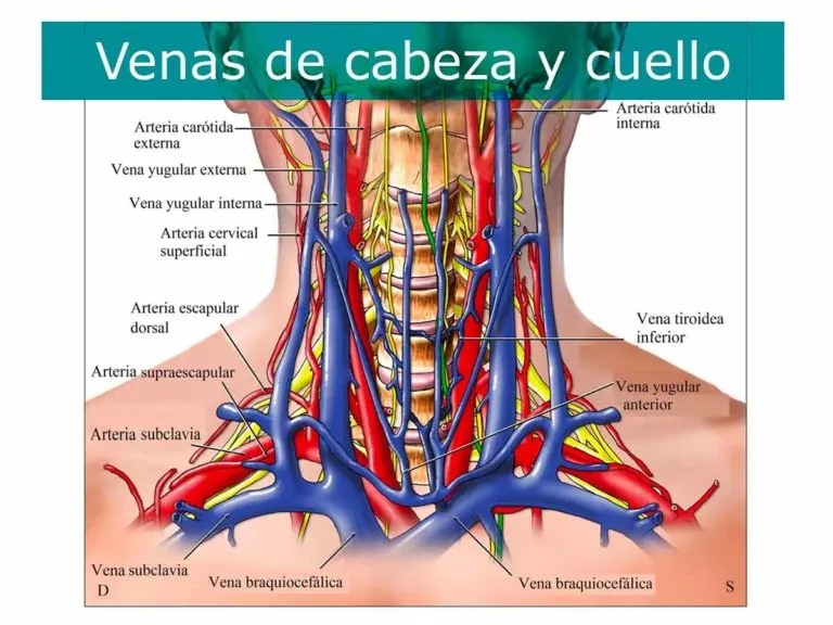 Las Venas Del Cuello Anatom a Funciones Y Problemas Comunes Doctor Las Venas Del Cuello Anatom a Funciones Y Problemas Comunes Doctor