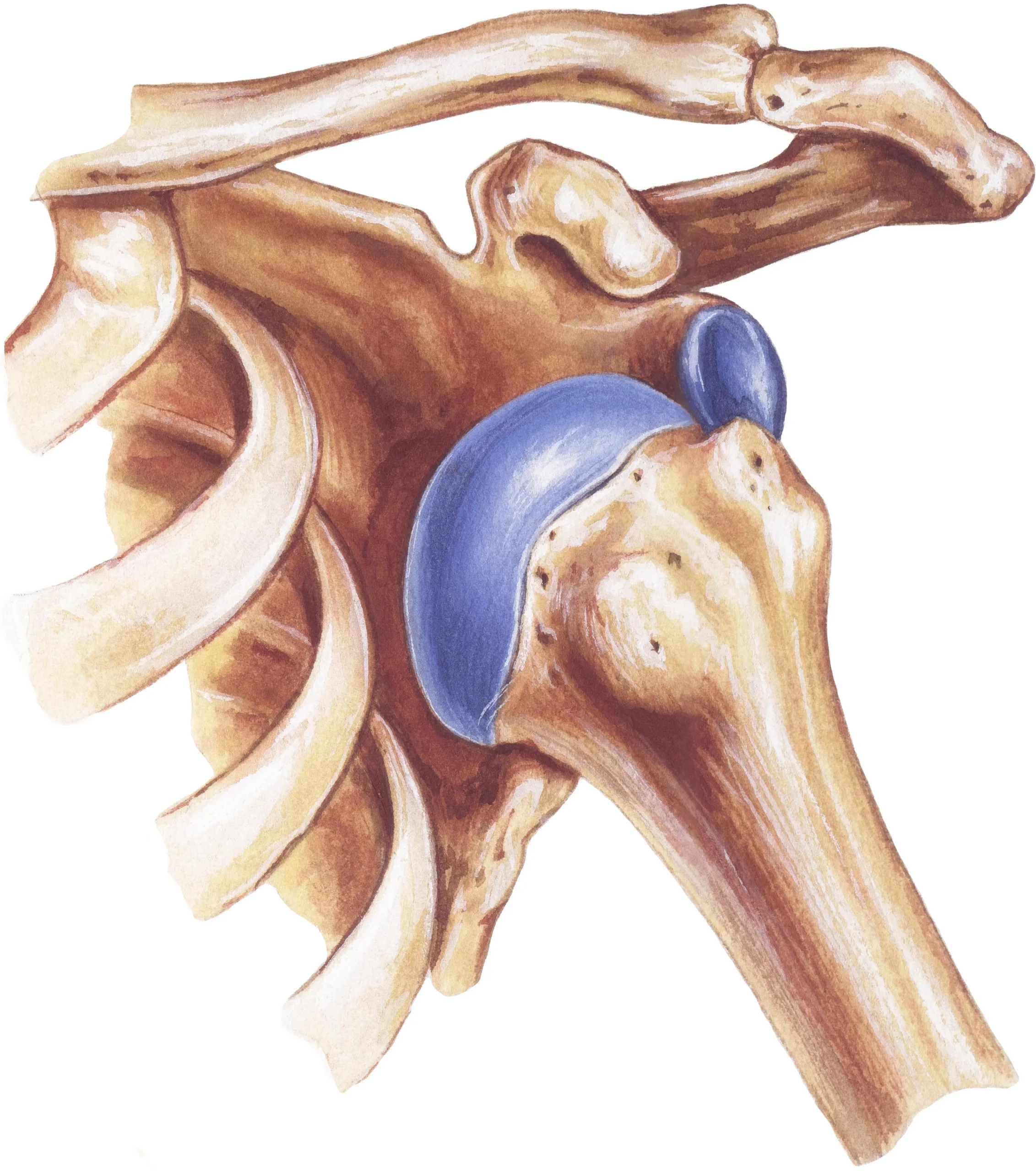 Hombro Dislocado: Diagnóstico, Tratamiento Y Recuperación | Doctor Online