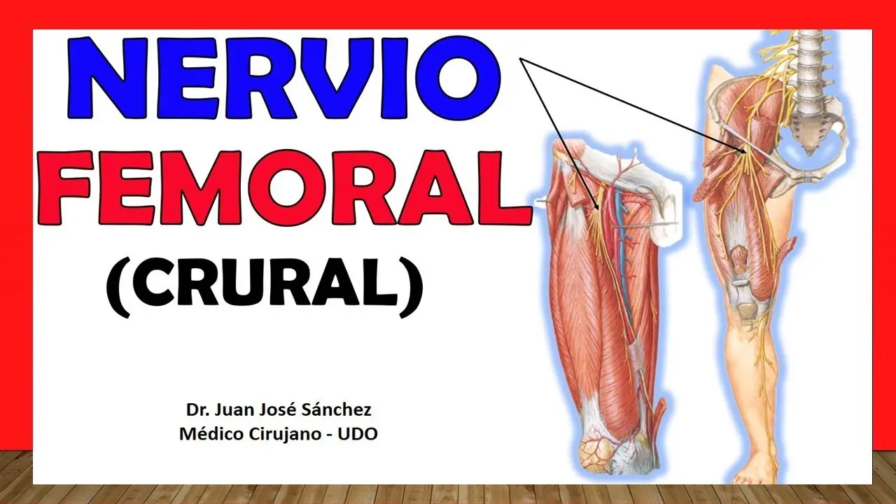 Nervio Femoral: Recorrido, Función E Importancia | Doctor Online