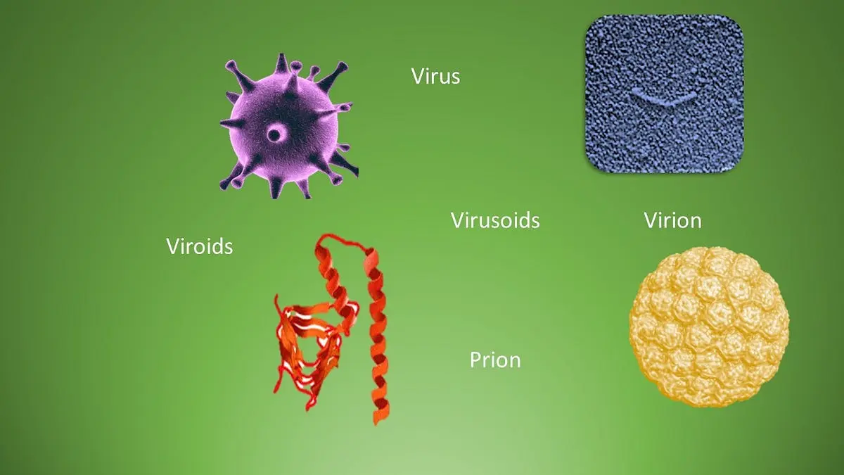 La Estructura Interna Del Virión: Una Mirada Al Corazón De Los Virus ...
