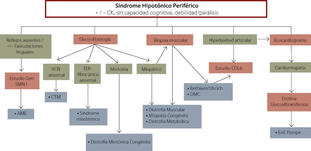 Hipotonía Muscular En Bebés: Causas, Diagnóstico Y Tratamiento | Doctor ...