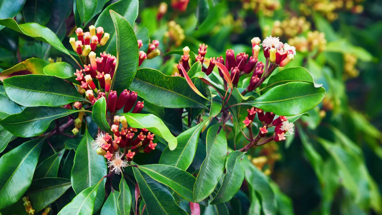 Clavo De Olor: Planta, Propiedades Y Beneficios | Doctor Online