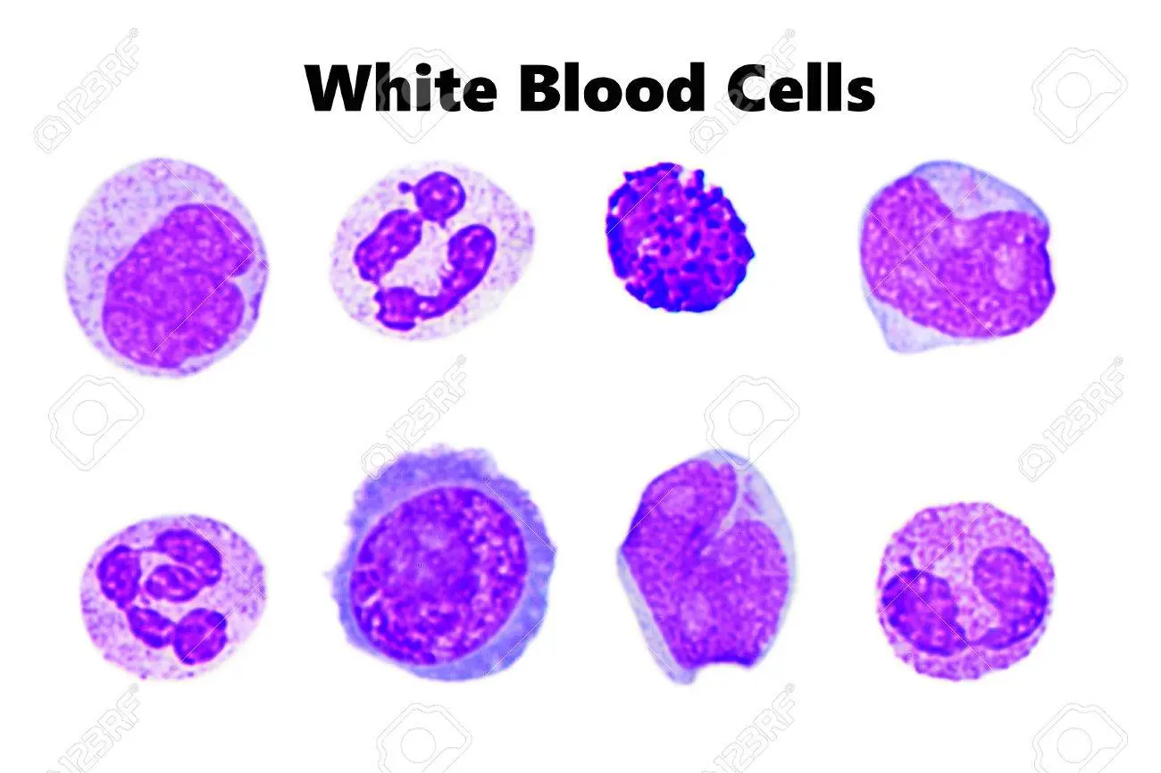 Glóbulos Blancos: Los Guerreros De Tu Sistema Inmune | Doctor Online