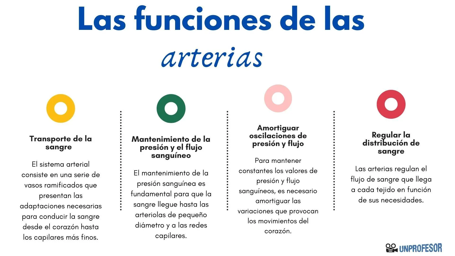 Función De Las Arterias: El Sistema Vascular Y Su Importancia | Doctor ...
