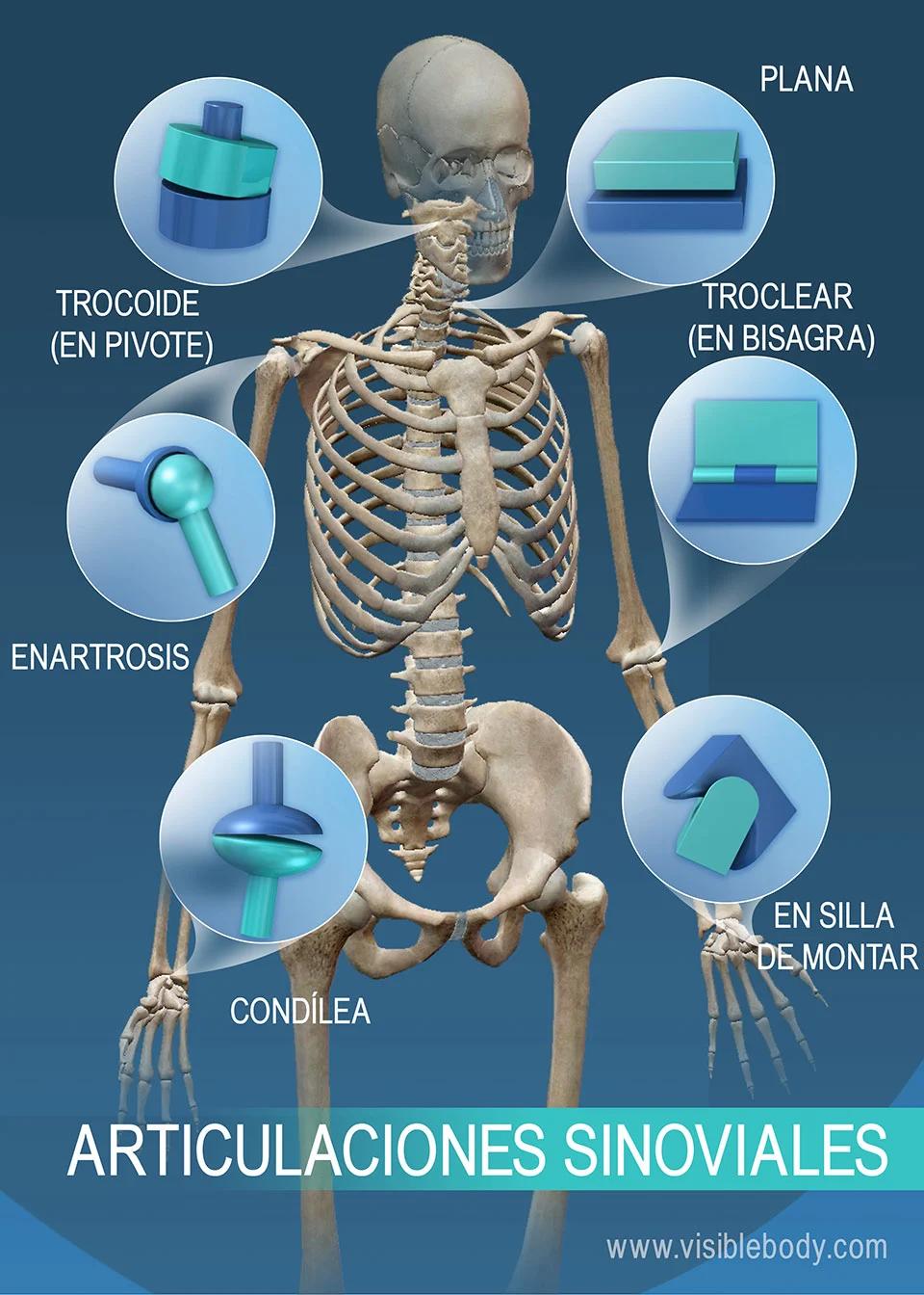 Articulación Esferoidea: La Enartrosis Y Su Amplio Rango De Movimiento ...