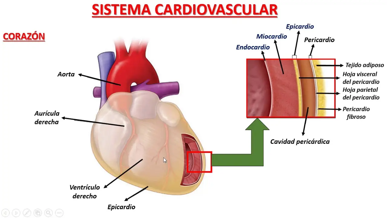 Histología Del Corazón : Un Viaje A La Complejidad Celular | Doctor Online